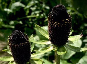 The Most Interesting and Exotic Dark Flowers- #1 List of 35+ Dark ...