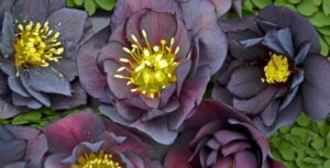 The Most Interesting and Exotic Dark Flowers- #1 List of 35+ Dark ...
