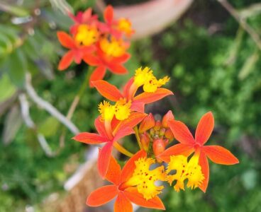 46 Types of Yellow Flowers With Pictures - A Complete List!