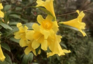 46 Types of Yellow Flowers With Pictures - A Complete List!