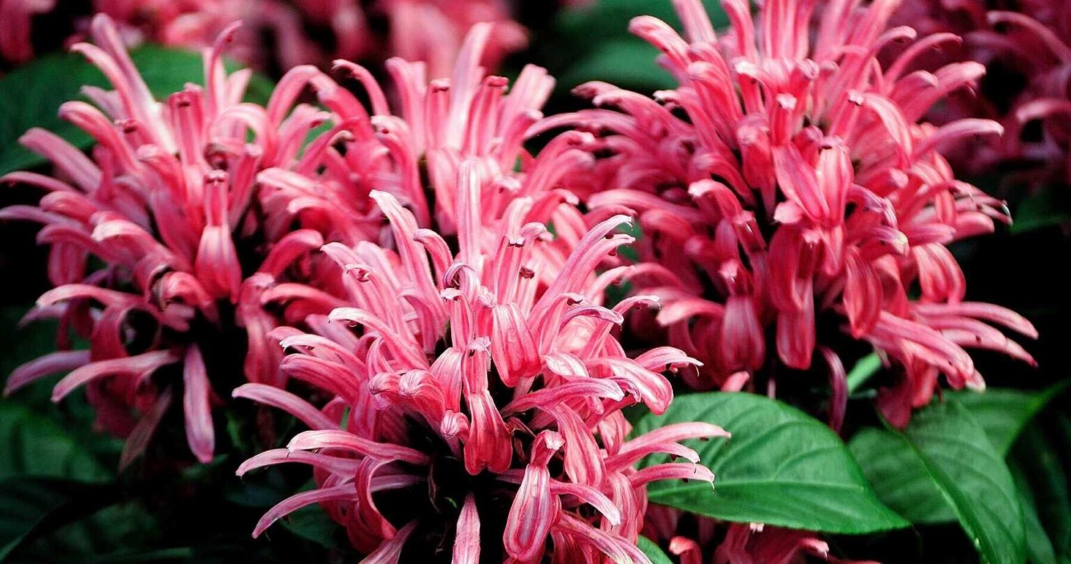 80+ Most Beautiful Pink Flowers And #1 Care Tips and Pics