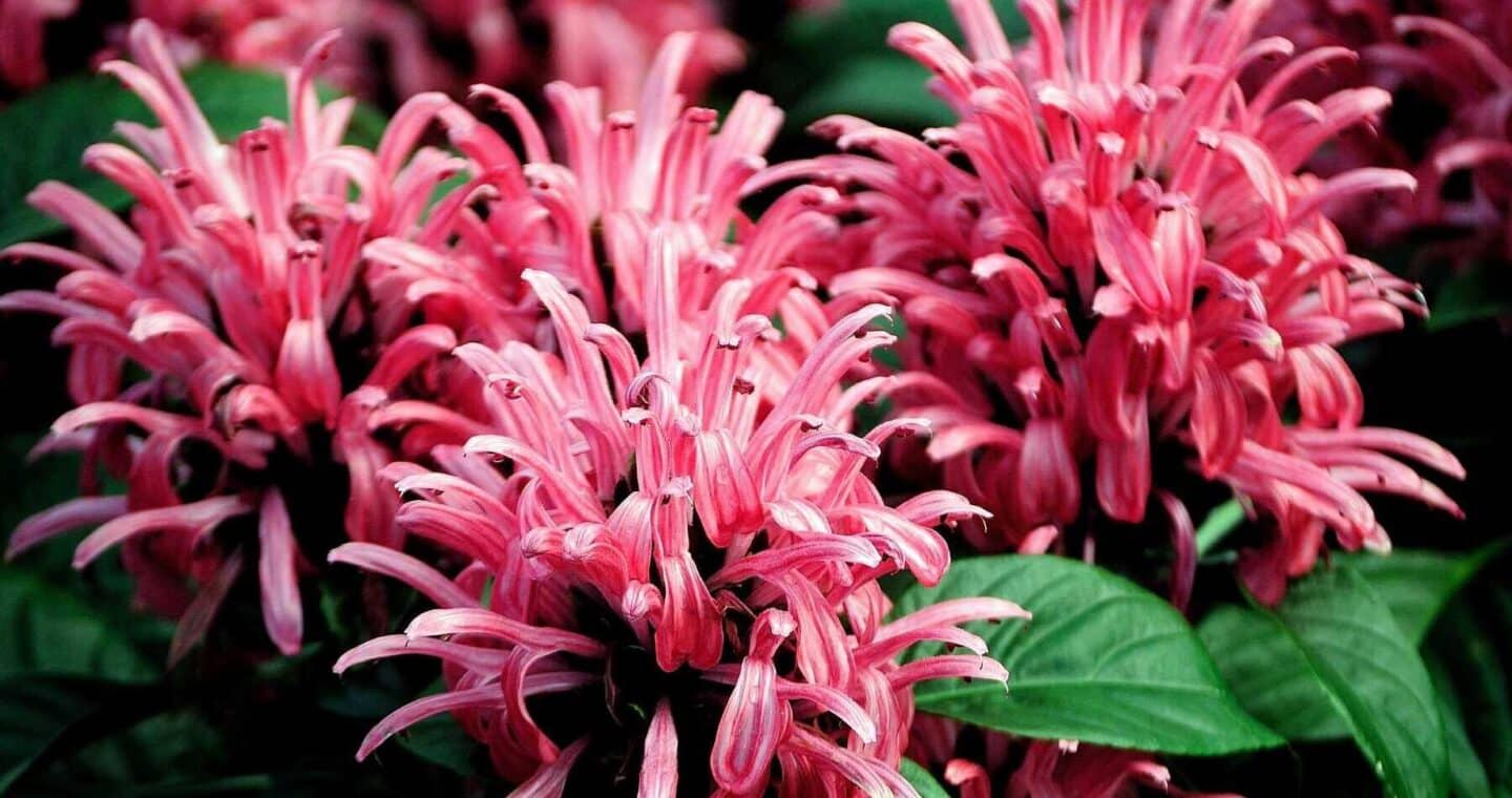 80+ Most Beautiful Pink Flowers And #1 Care Tips and Pics