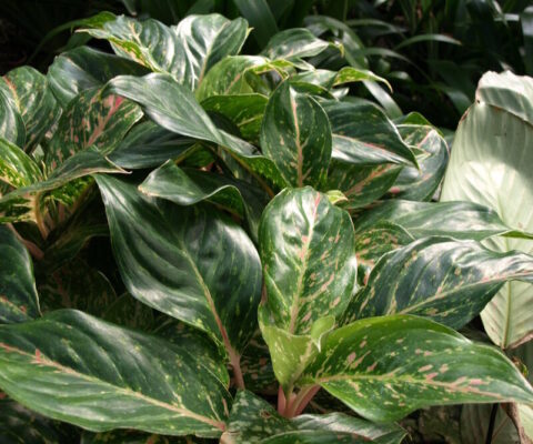 25+ Aglaonema Varieties (Pics+Care Guide Included!)