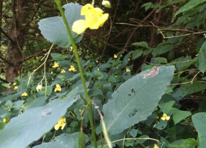 46 Types of Yellow Flowers With Pictures - A Complete List!