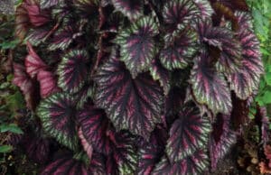 The Most Interesting and Exotic Dark Flowers- #1 List of 35+ Dark ...