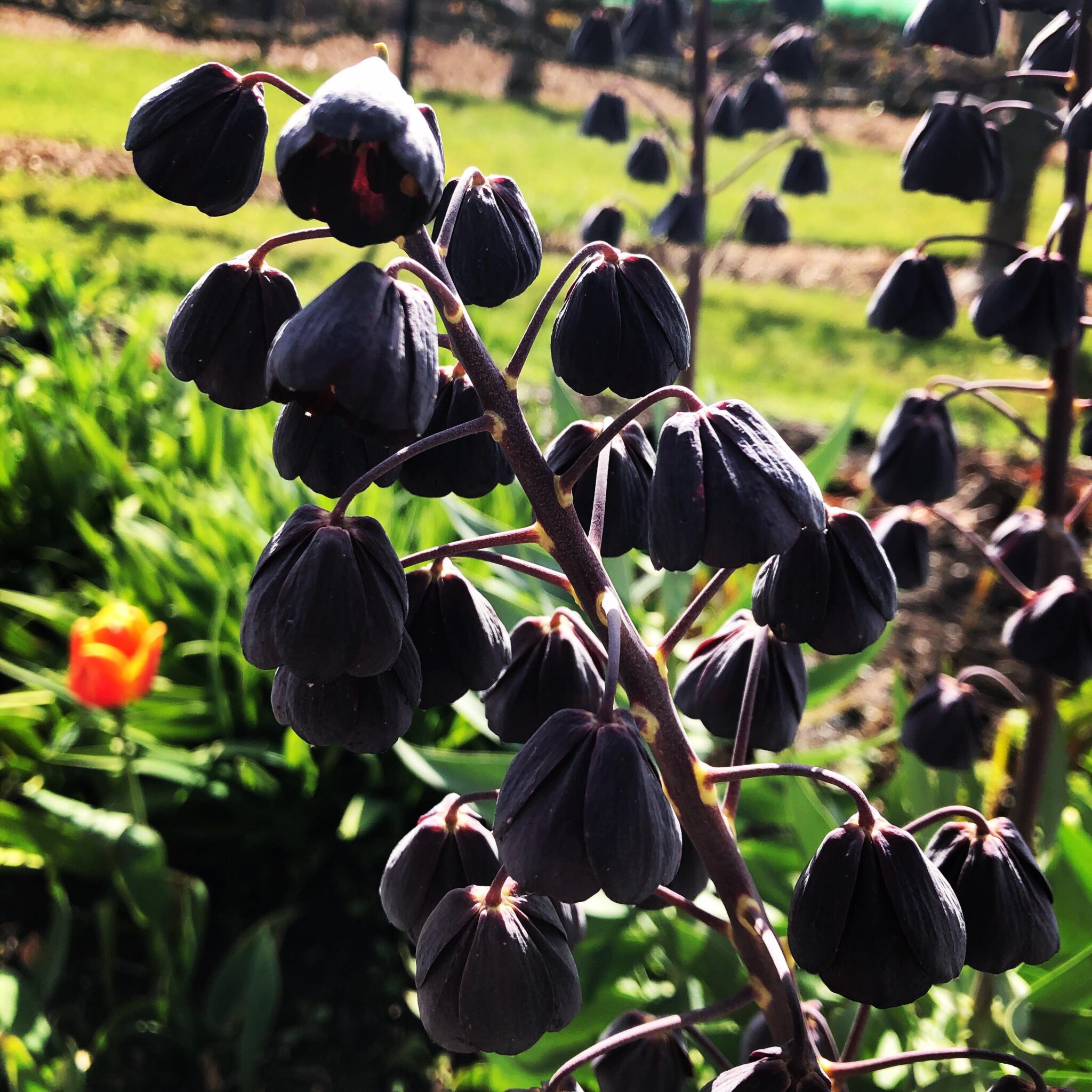 The Most Interesting and Exotic Dark Flowers- #1 List of 35+ Dark ...