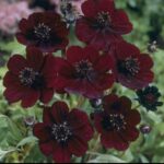 The Most Interesting and Exotic Dark Flowers- #1 List of 35+ Dark ...