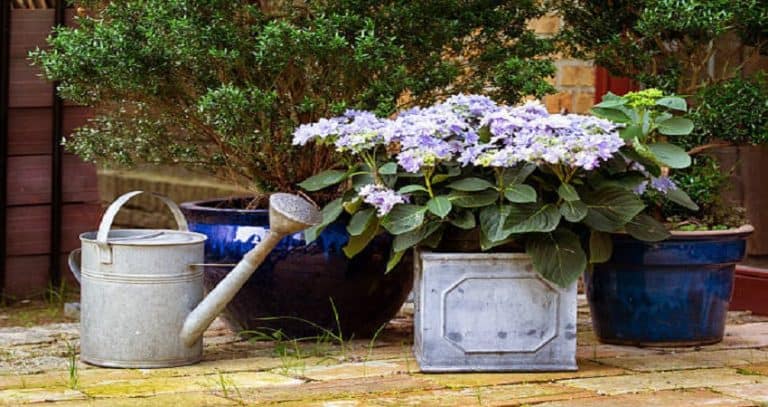 How to Save Overwatered Hydrangea (Step by Step Guide) | Today's Gardener