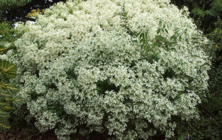 25+ Bushes With White Flowers for Dazzling Garden and Home