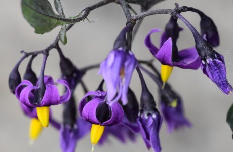 30+ Small Purple Flowers (With Amazing Pictures)