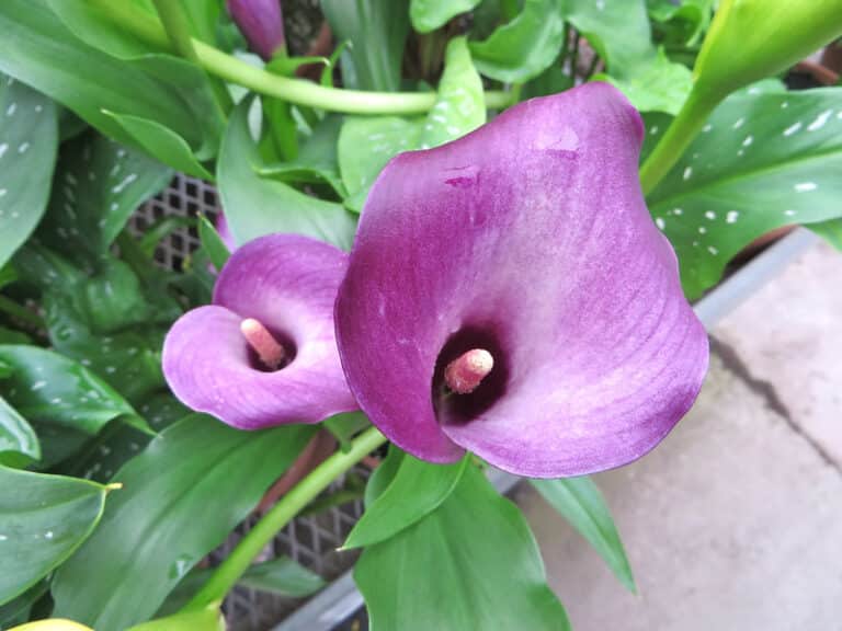 30+ Small Purple Flowers (With Amazing Pictures)