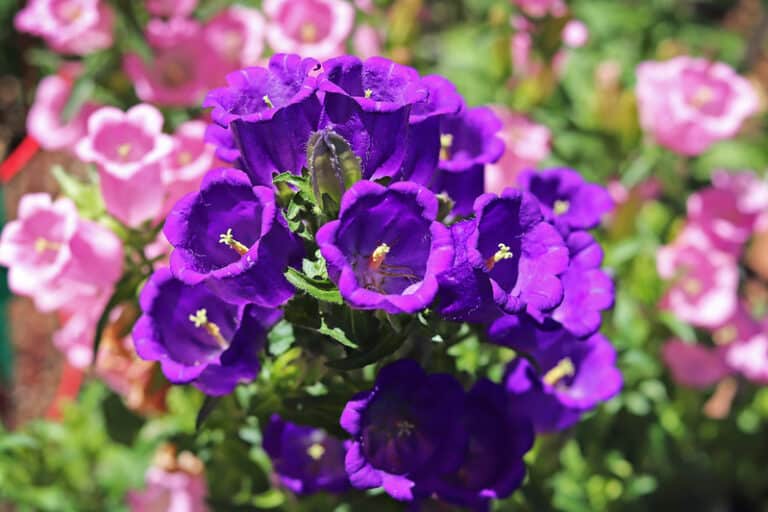 30+ Small Purple Flowers (With Amazing Pictures)