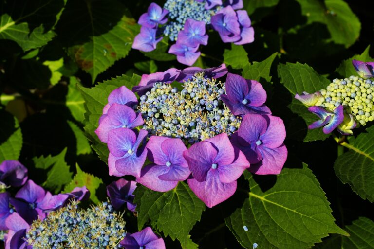 How to Save Overwatered Hydrangea (Step by Step Guide) | Today's Gardener