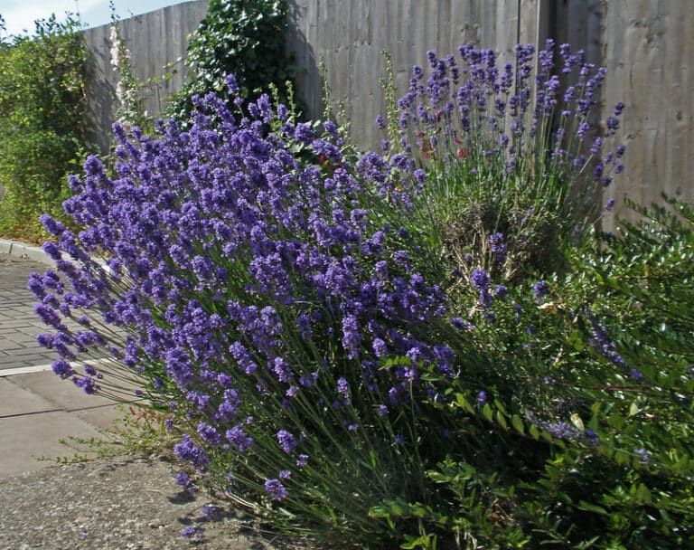 30+ Small Purple Flowers (With Amazing Pictures)