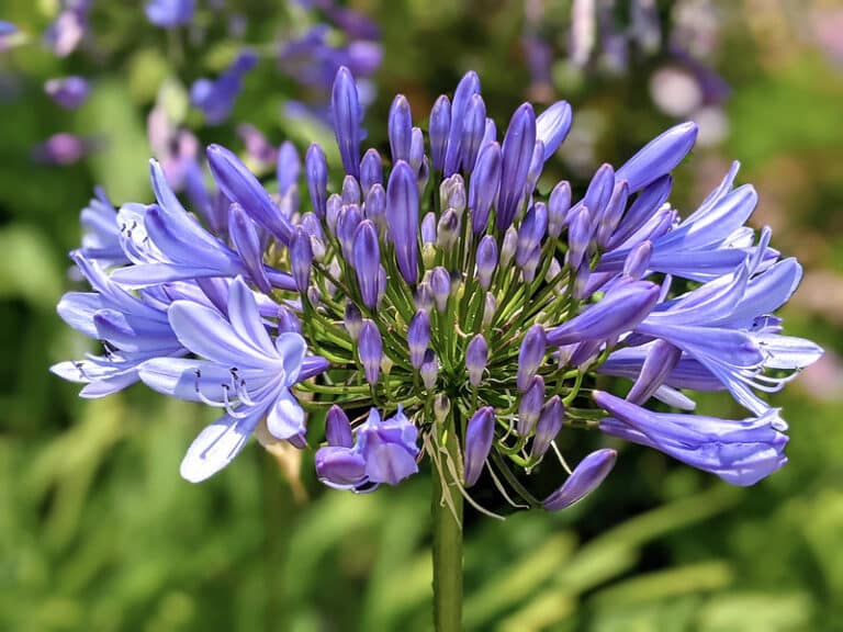 30+ Small Purple Flowers (With Amazing Pictures)