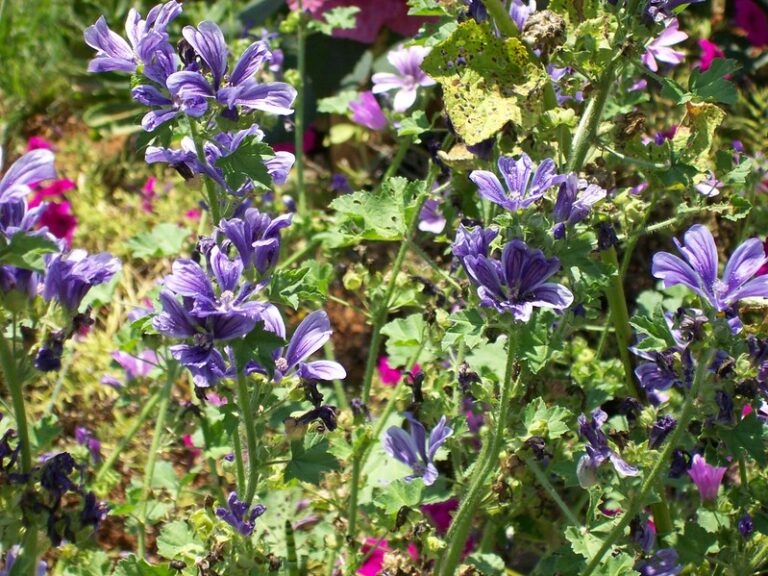 30+ Small Purple Flowers (With Amazing Pictures)