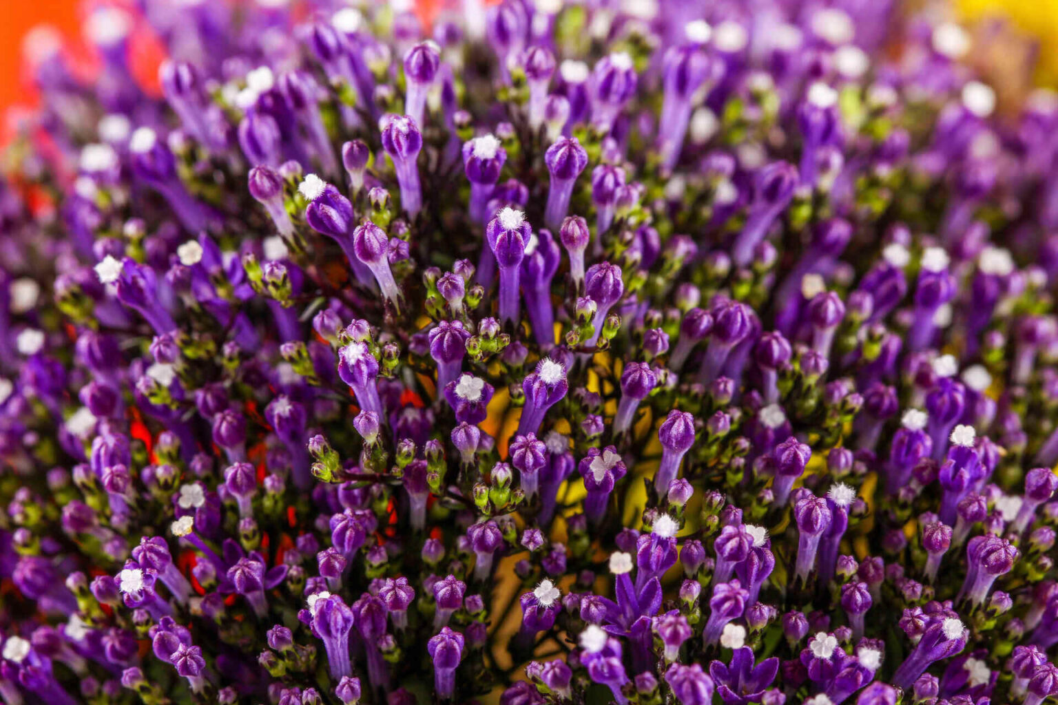 30+ Small Purple Flowers (With Amazing Pictures)