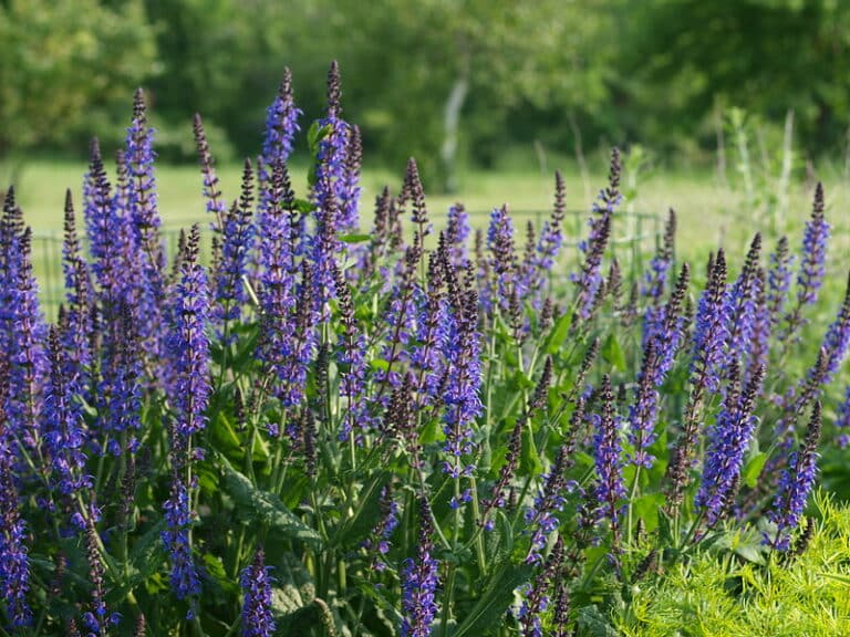 30+ Small Purple Flowers (With Amazing Pictures)