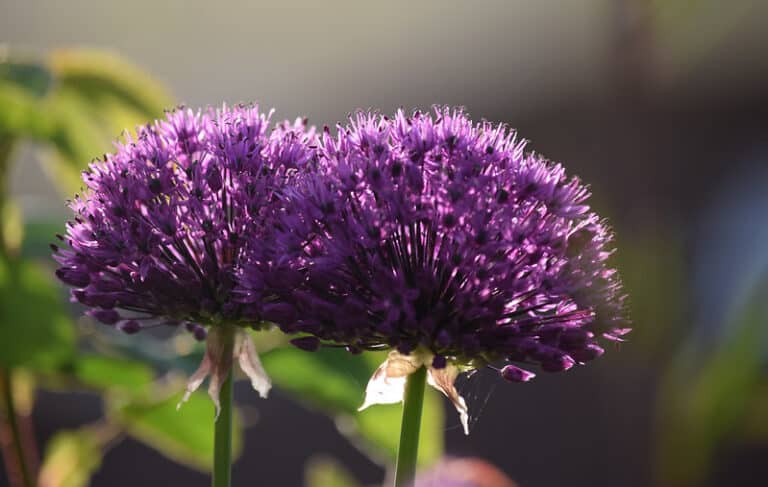 30+ Small Purple Flowers (With Amazing Pictures)