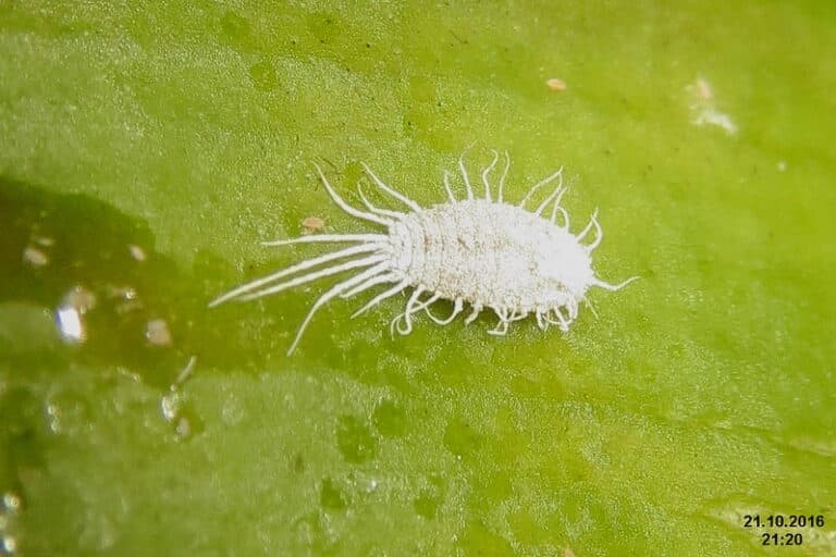 Tiny White Bugs In Soil (These Are 8 Common Enemies!)
