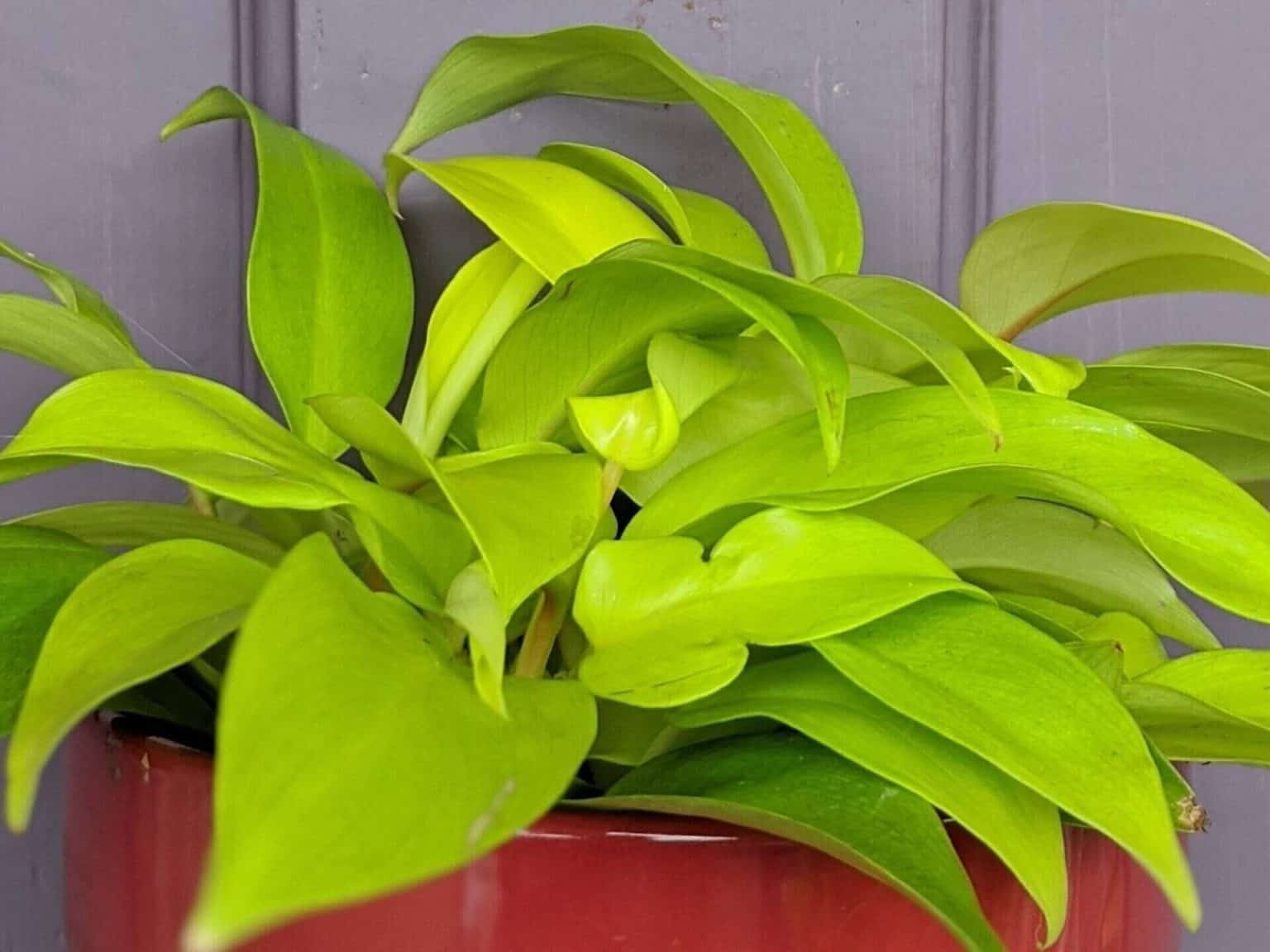 Golden Goddess Philodendron #1 Care Guide (+ Pics!)