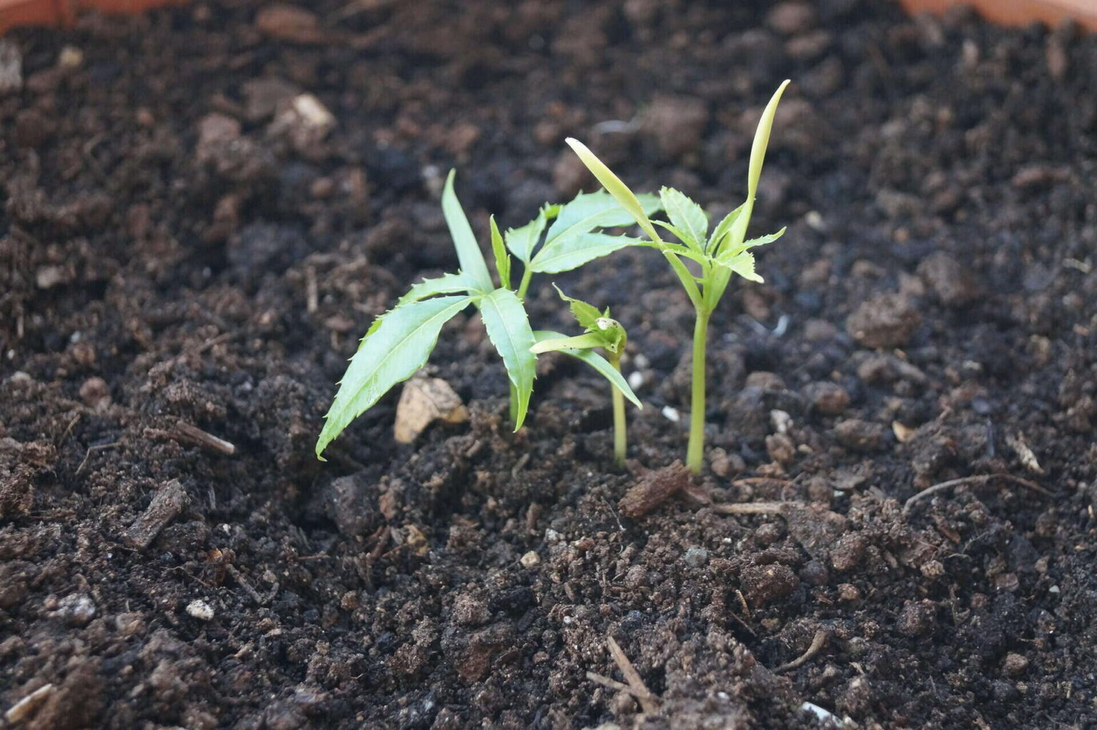 Tiny White Bugs In Soil (These Are 8 Common Enemies!)