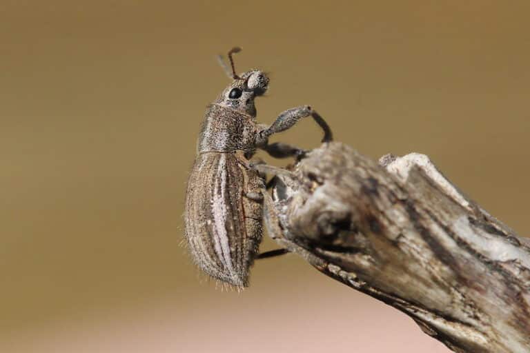 Tiny White Bugs In Soil (These Are 8 Common Enemies!)