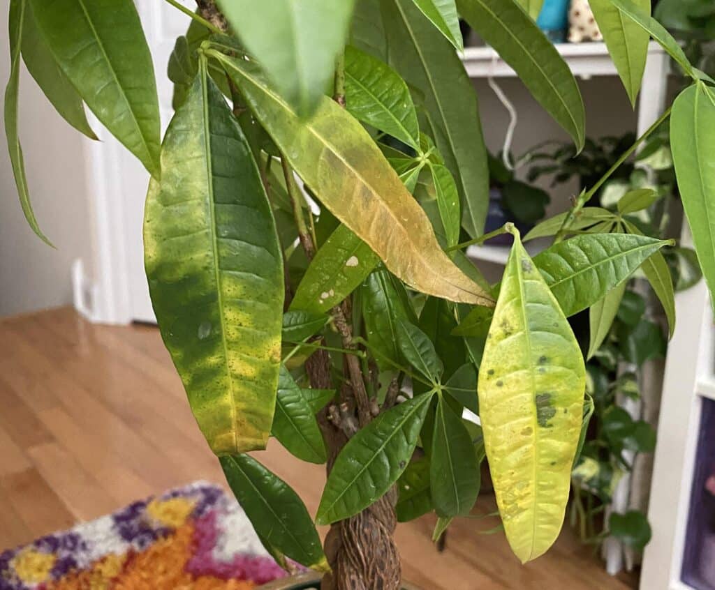 Money Tree Leaves Turning Yellow 10 Most Common Reasons