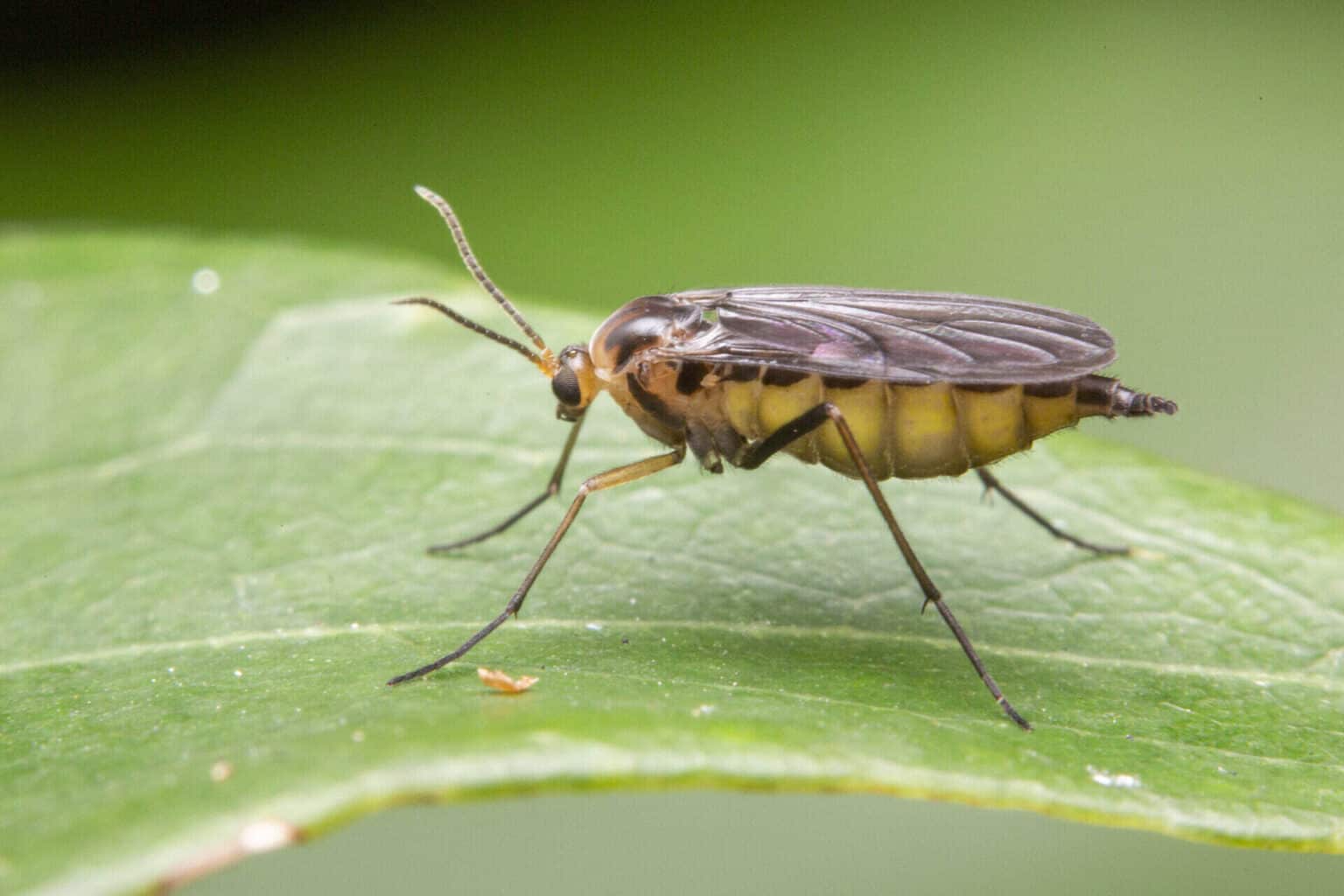 Get Rid of Fungus Gnats In Houseplants (6 Simple Methods!)