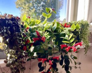 Lipstick Plant- #1 Comprehensive Care Guide + FAQ