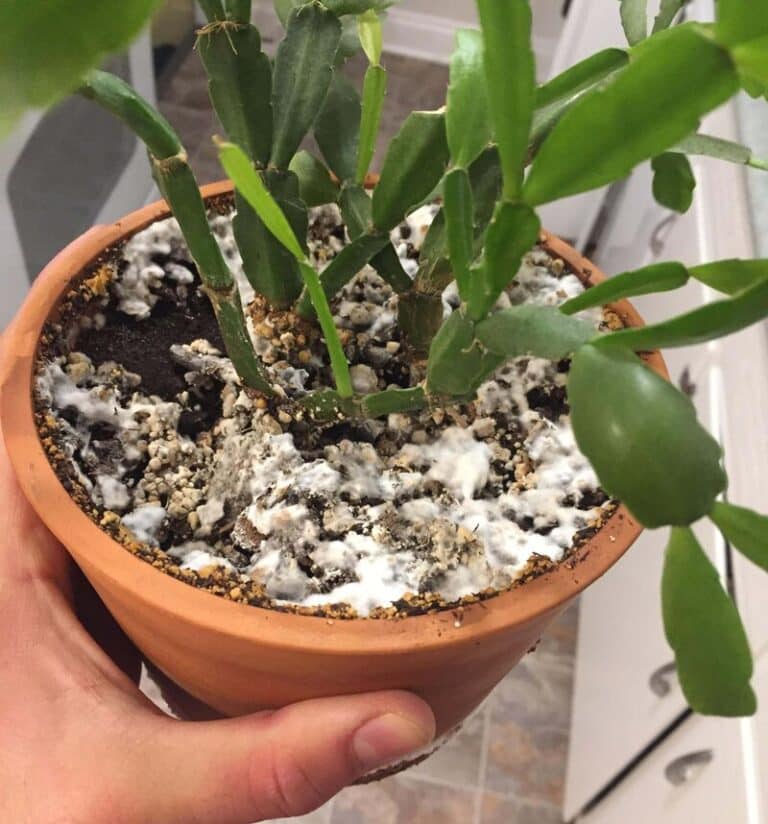 What's Mold On Plant Soil? #1 Guide With Helpful Tips
