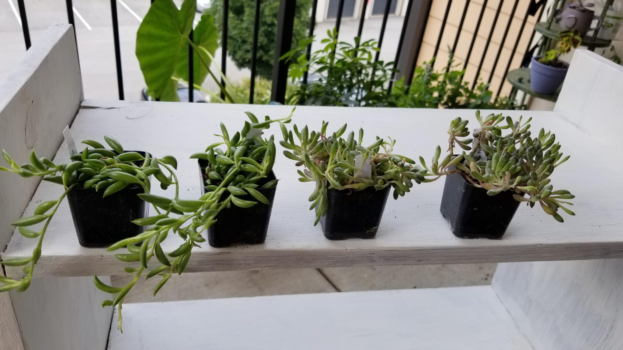 String of Pickles Plant - #1 Best Care Guide From A-Z