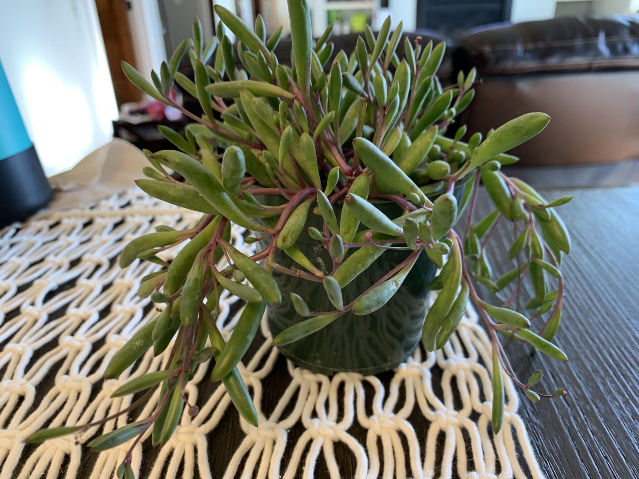 String of Pickles Plant - #1 Best Care Guide From A-Z