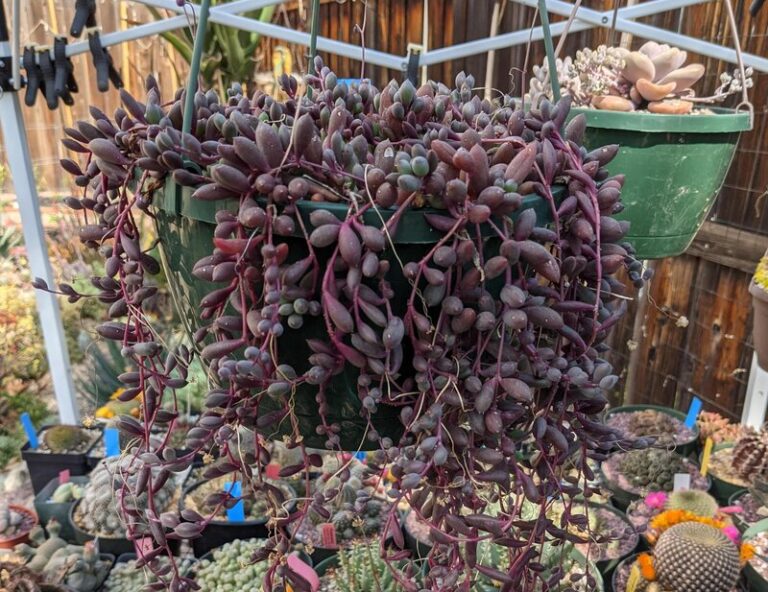 String of Pickles Plant - #1 Best Care Guide From A-Z