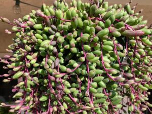 String of Pickles Plant - #1 Best Care Guide From A-Z