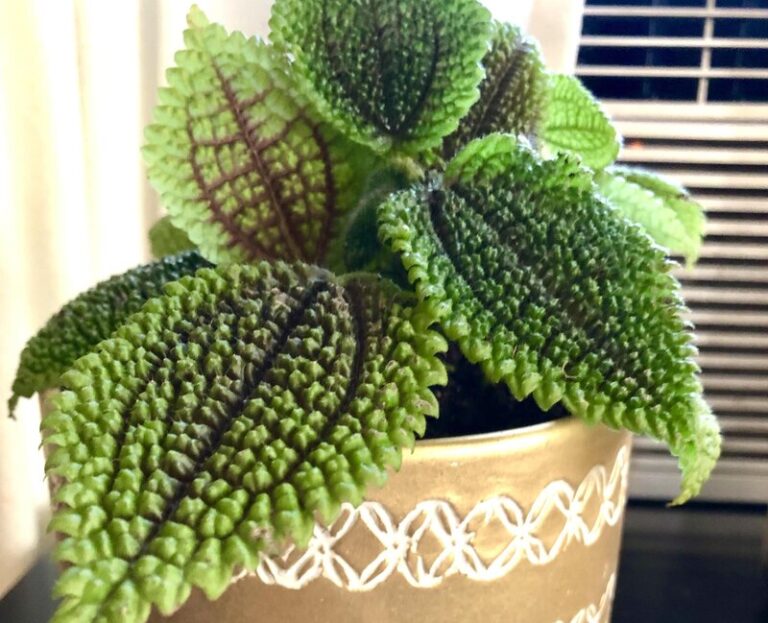 Moon Valley Friendship Plant- #1 Care Guide With Best Tips